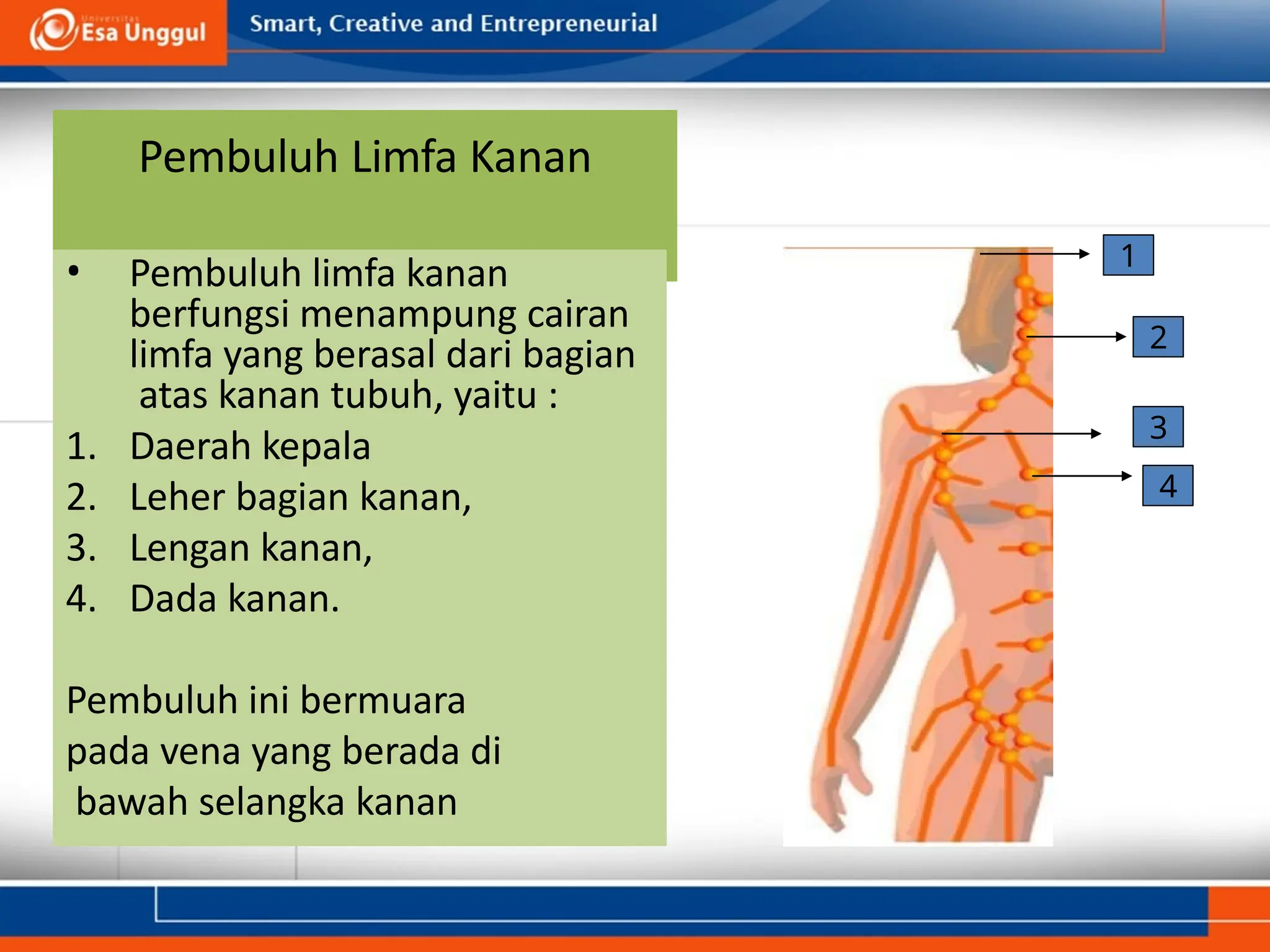 PPT-UEU-Anatomi-dan-Fisiologi-2-Pertemuan-5.pptx