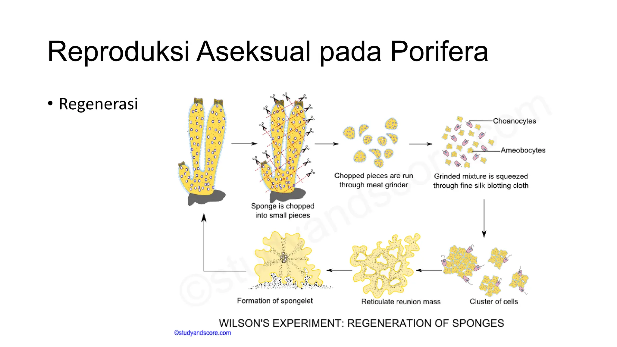 PPT-UEU-Anatomi-dan-Fisiologi-Hewan-Pertemuan-14.pdf