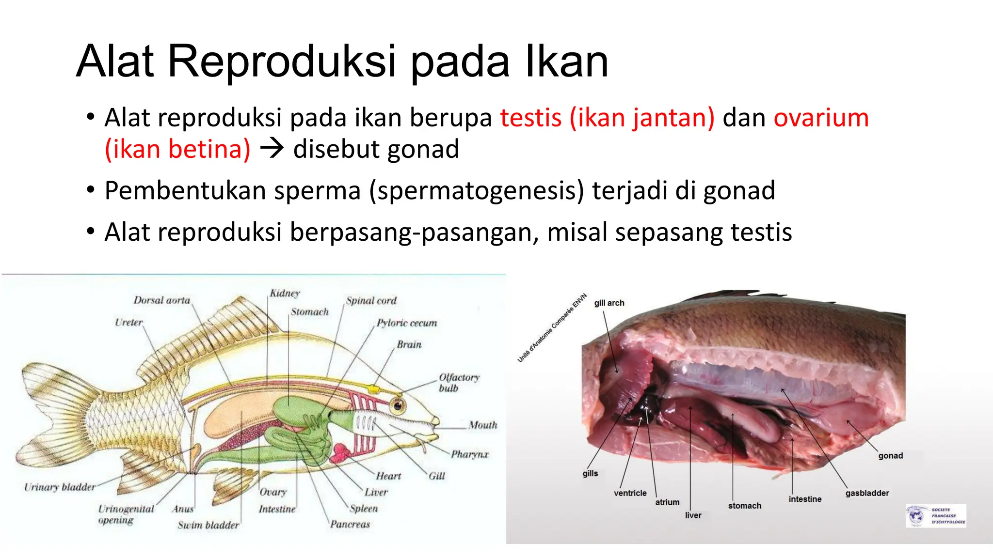 PPT-UEU-Anatomi-dan-Fisiologi-Hewan-Pertemuan-14.pdf