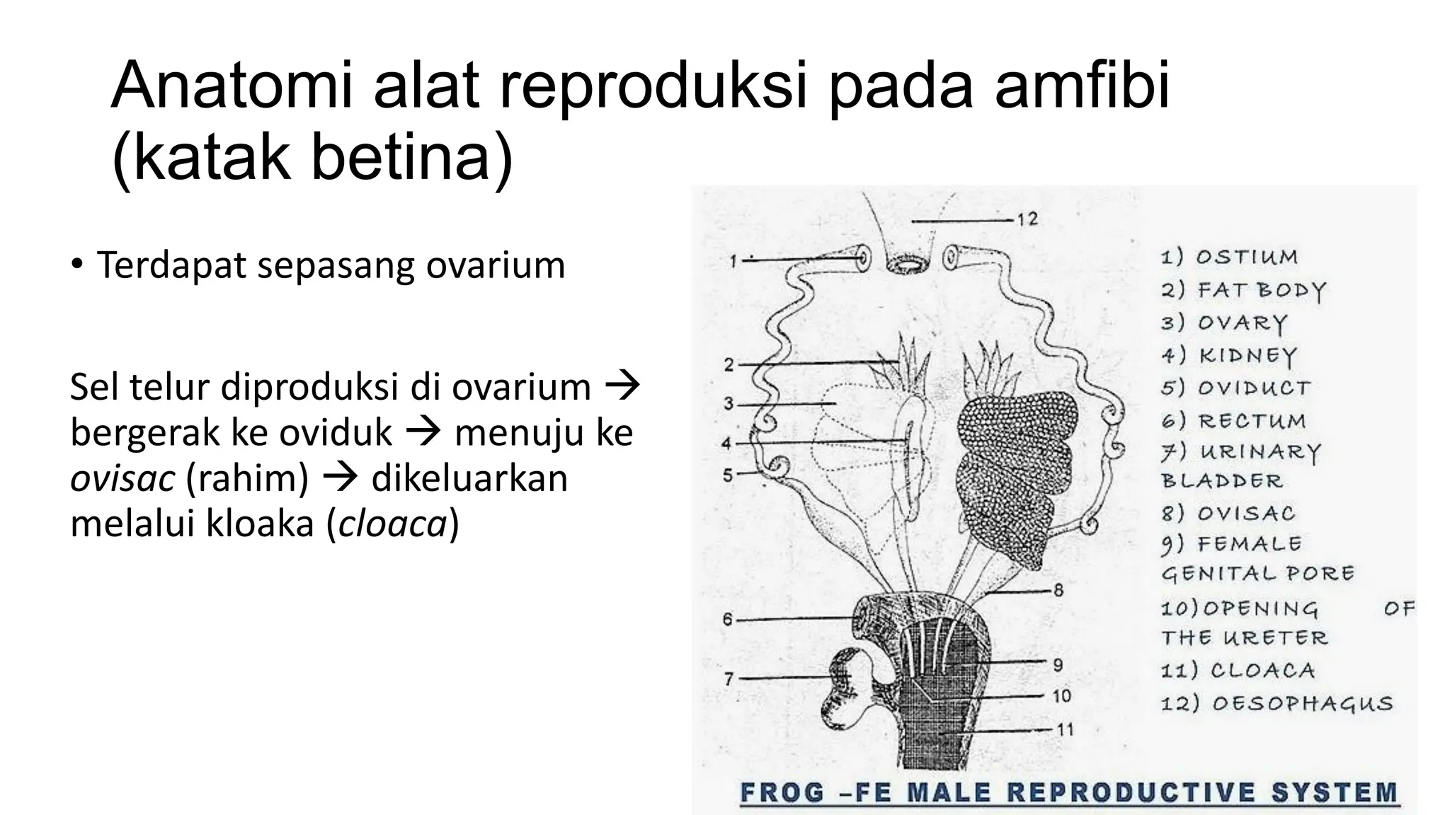 PPT-UEU-Anatomi-dan-Fisiologi-Hewan-Pertemuan-14.pdf