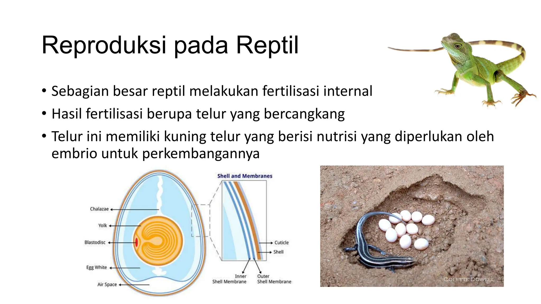 PPT-UEU-Anatomi-dan-Fisiologi-Hewan-Pertemuan-14.pdf