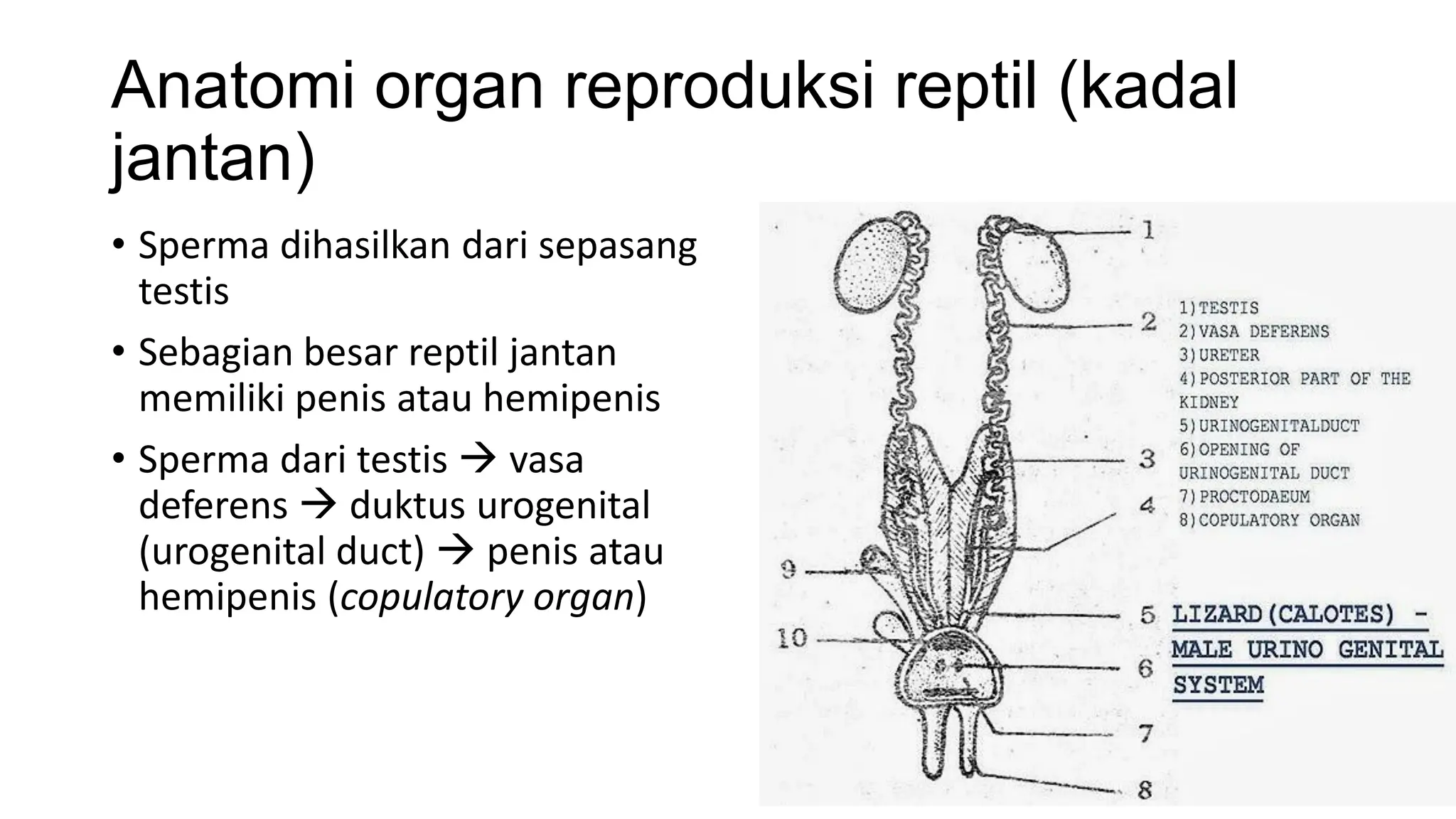 PPT-UEU-Anatomi-dan-Fisiologi-Hewan-Pertemuan-14.pdf