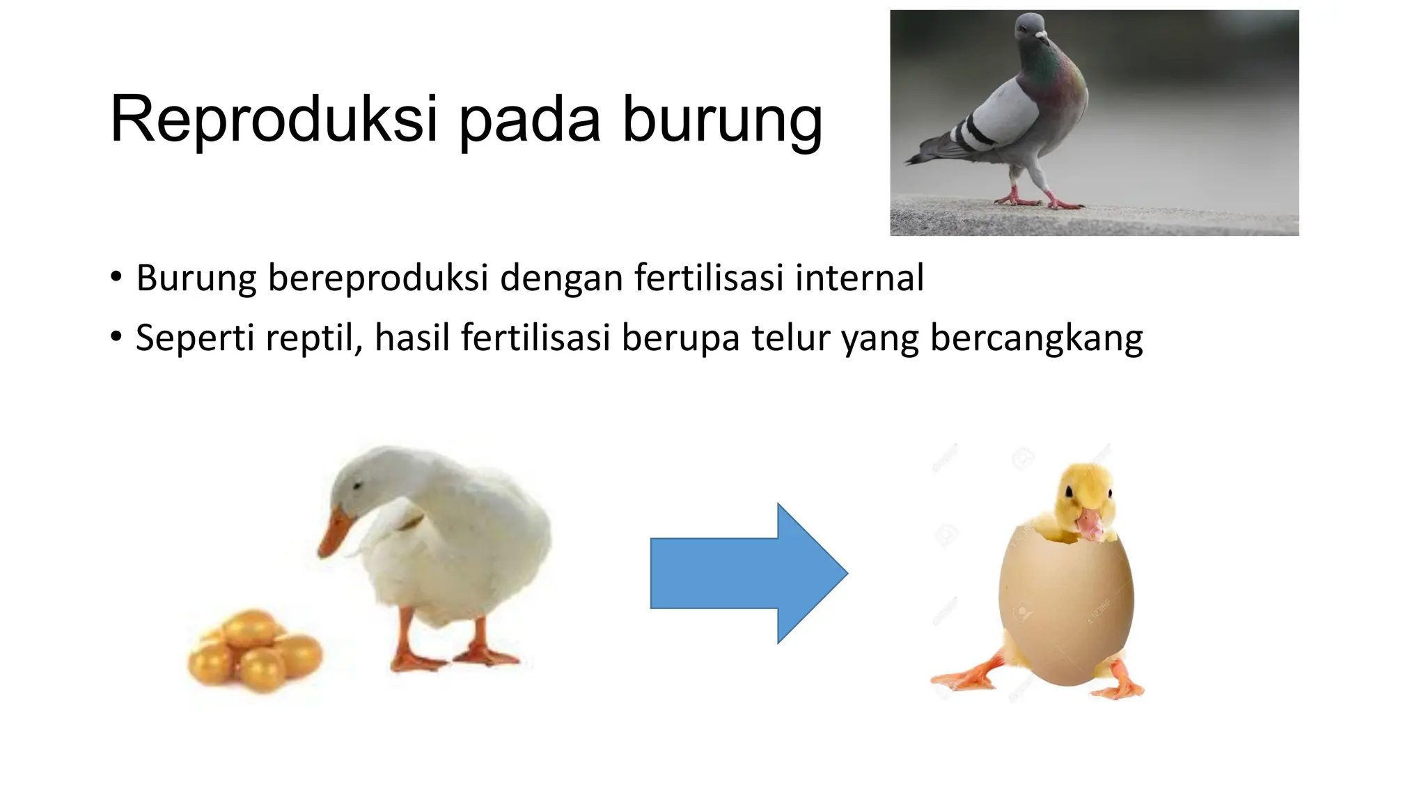 PPT-UEU-Anatomi-dan-Fisiologi-Hewan-Pertemuan-14.pdf