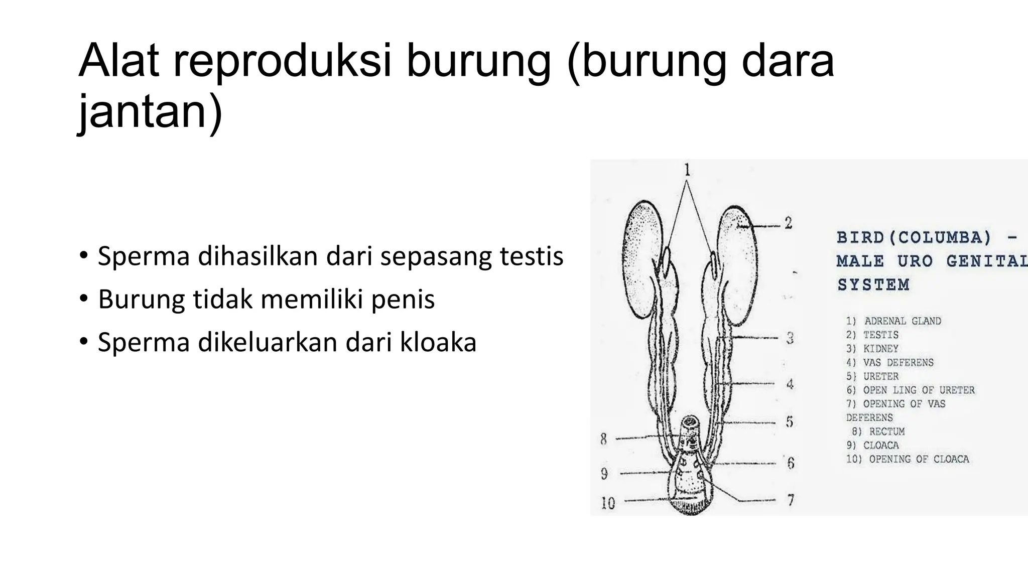 PPT-UEU-Anatomi-dan-Fisiologi-Hewan-Pertemuan-14.pdf