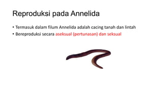 PPT-UEU-Anatomi-dan-Fisiologi-Hewan-Pertemuan-14.pdf