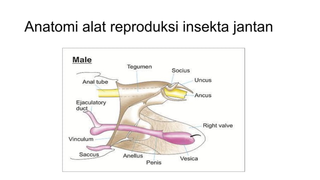 PPT-UEU-Anatomi-dan-Fisiologi-Hewan-Pertemuan-14.pdf