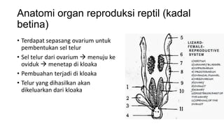 PPT-UEU-Anatomi-dan-Fisiologi-Hewan-Pertemuan-14.pdf