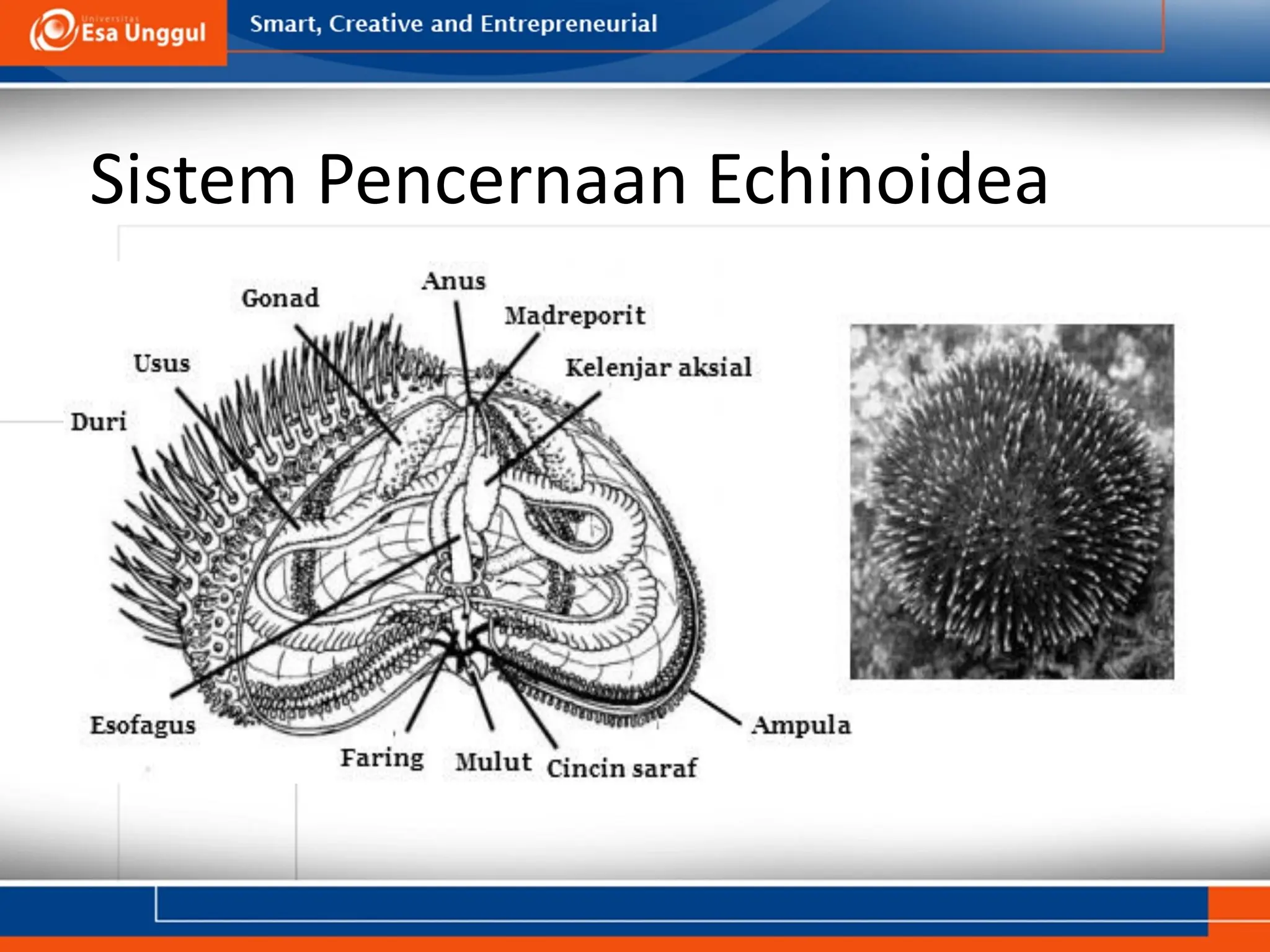 PPT-UEU-Anatomi-dan-Fisiologi-Hewan-Pertemuan-6.pdf