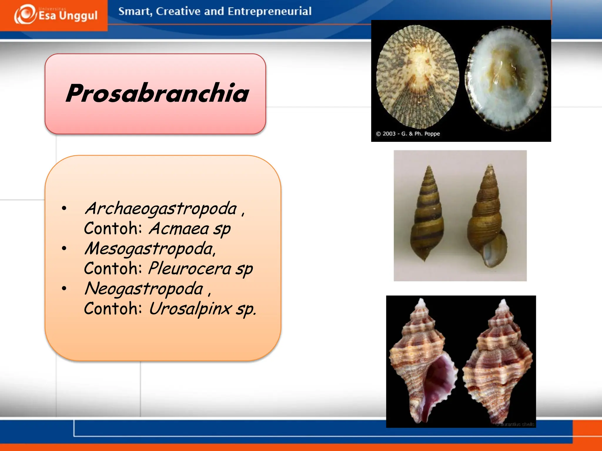 PPT-UEU-Anatomi-dan-Fisiologi-Hewan-Pertemuan-6.pdf