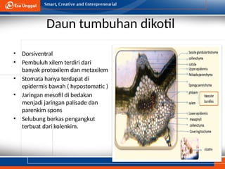 PPT-UEU-Anatomi-dan-Fisiologi-Tumbuhan-Pertemuan-3.pptx