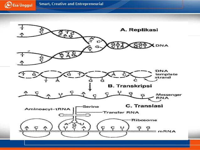 PPT-UEU-Biokimia-Farmasi-4.pdfjnnnjjjhhn | PPT