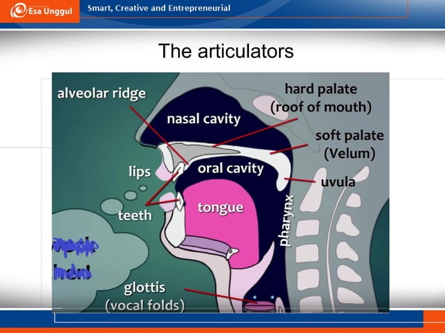 Phonetics and Phonology. Branches of phonetics.pptx | Dental Health ...