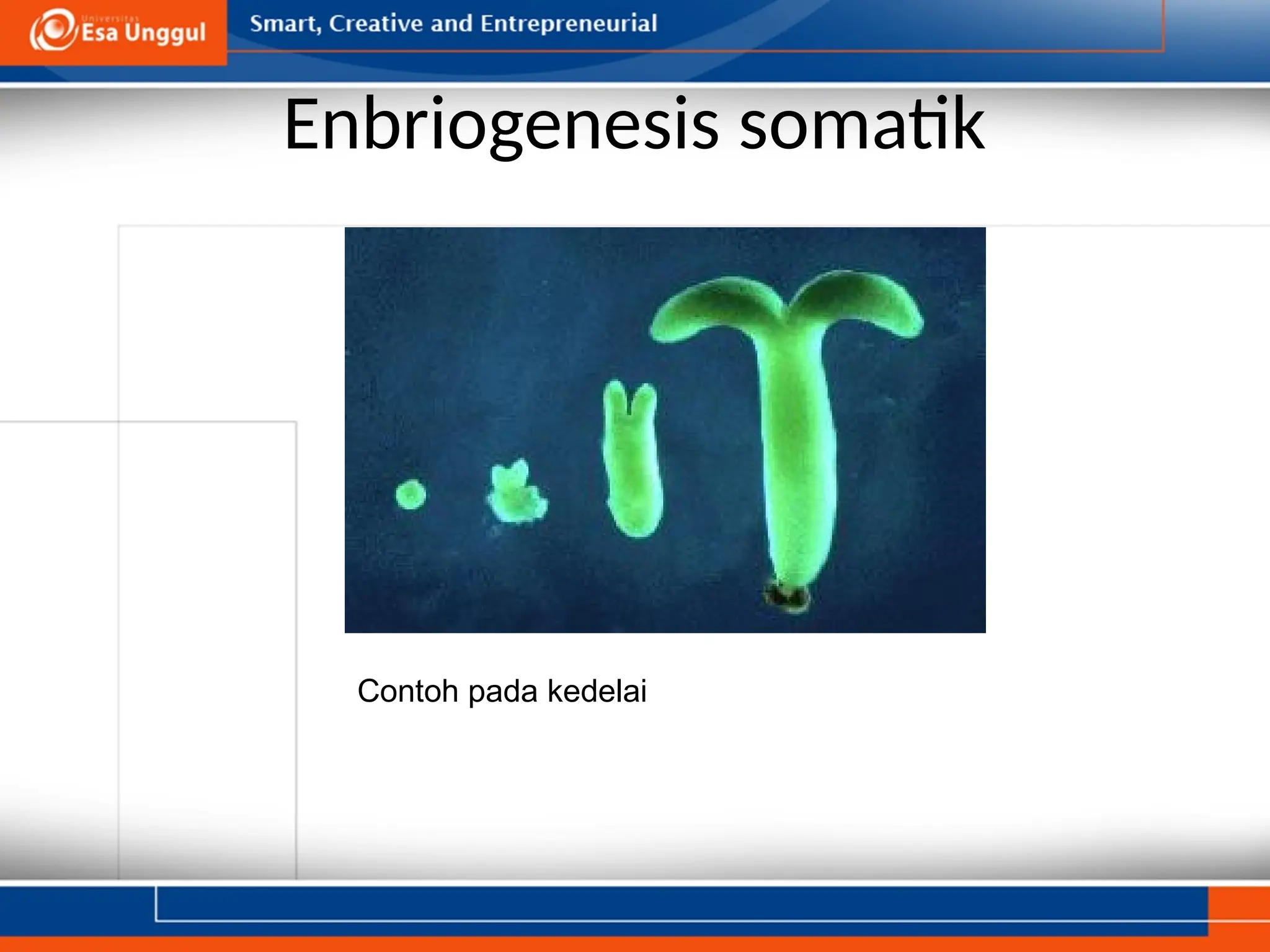 PPT-UEU-Kultur-Jaringan-Pertemuan-5.pptx