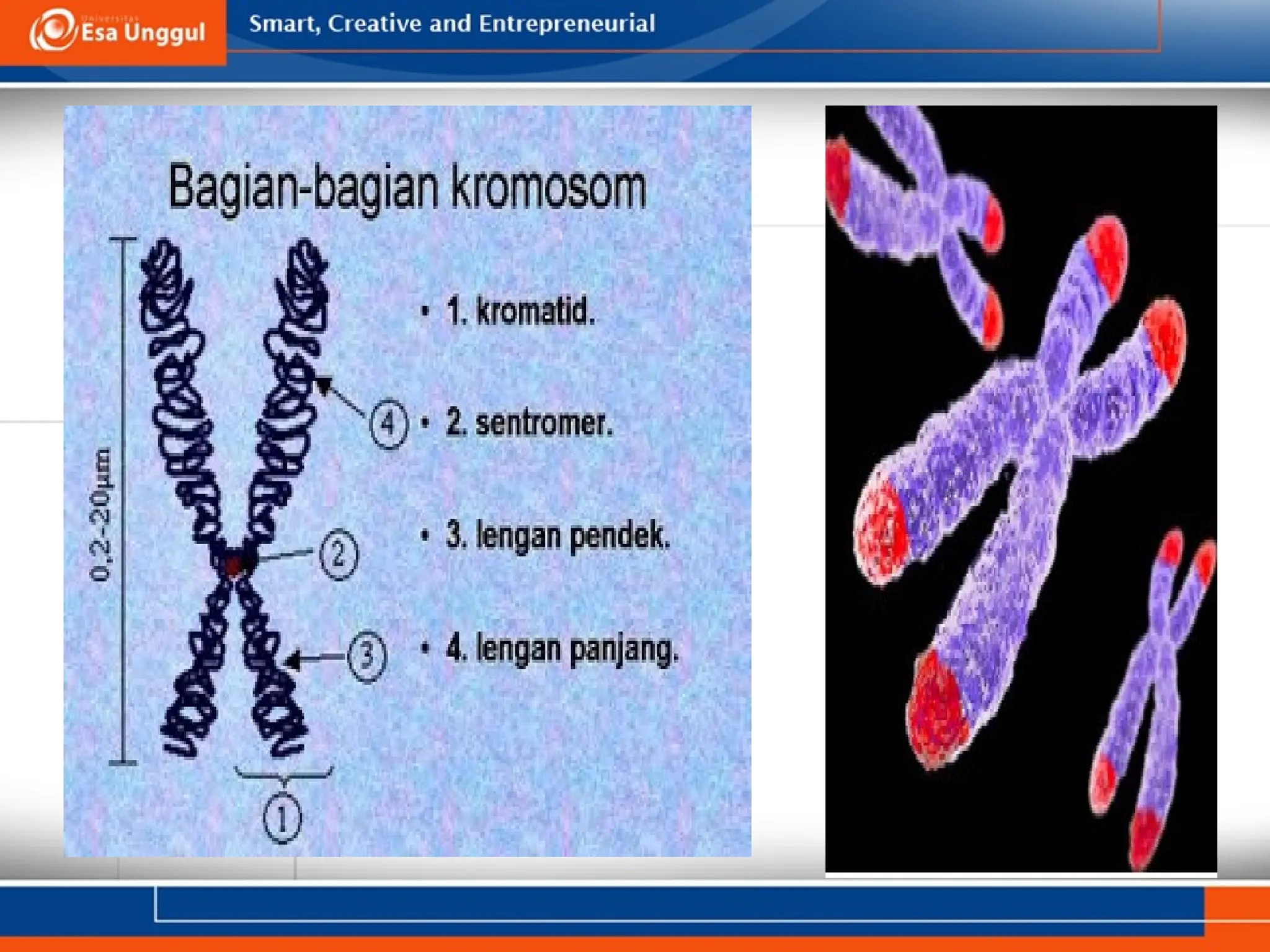 Fisiologi Genetika - PRODI ILMU KESEHATAN & FAKULTAS RMIK | PPT