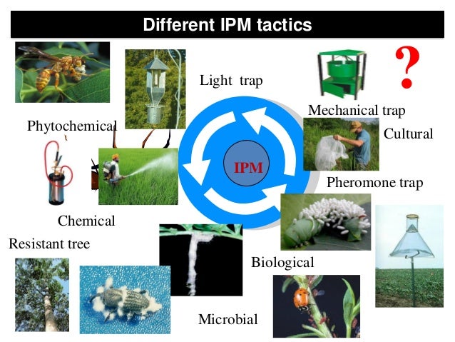 IPM of Forest Insect Pests