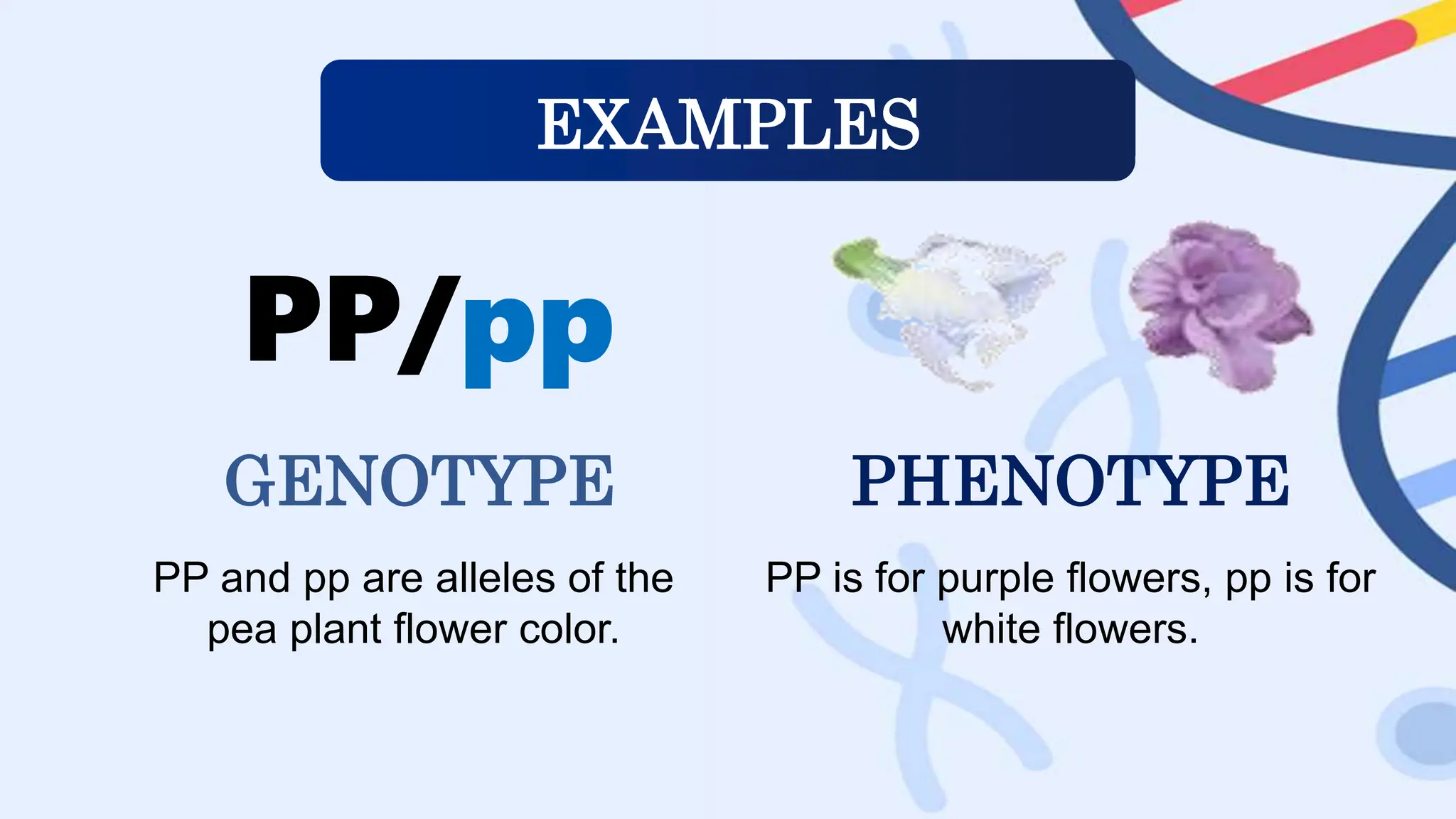 Genetics/ inheritance/ mendelian genetics/ non- mendelian genetics | PPTX