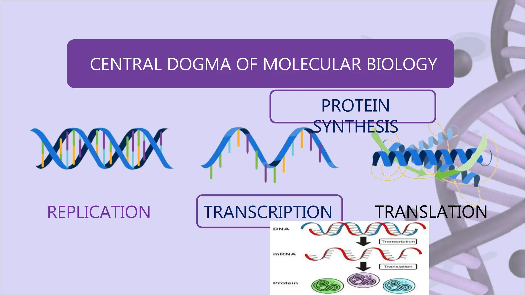 GENETICS- CENTRAL DOGMA OF MOLECULAR BIOLOGY | PPT