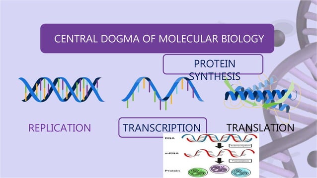 GENETICS- CENTRAL DOGMA OF MOLECULAR BIOLOGY | PPT