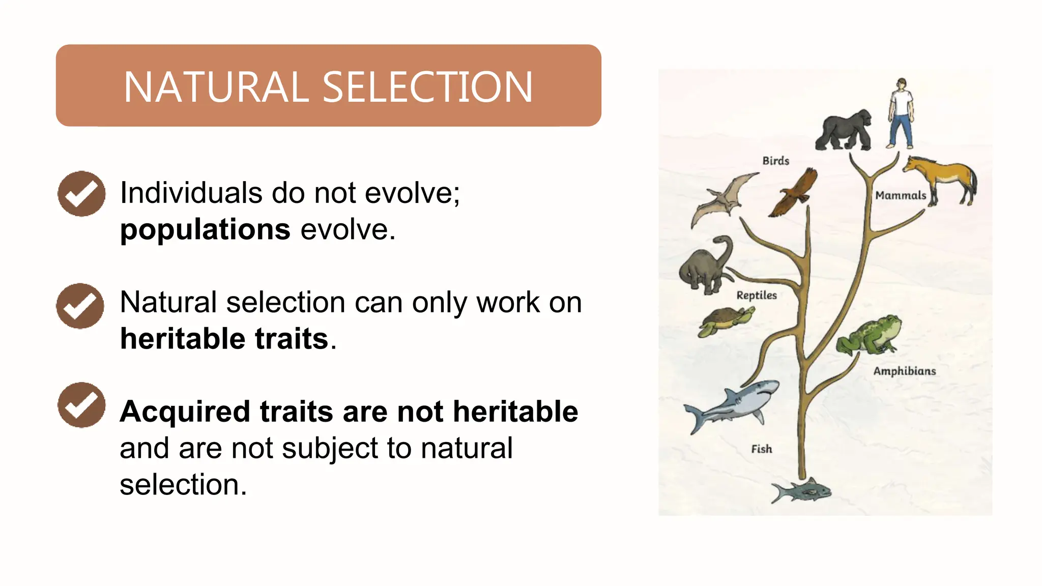 (GEN BIO)EVOLUTION, TAXONOMY AND ECOSYSTEM | PPTX