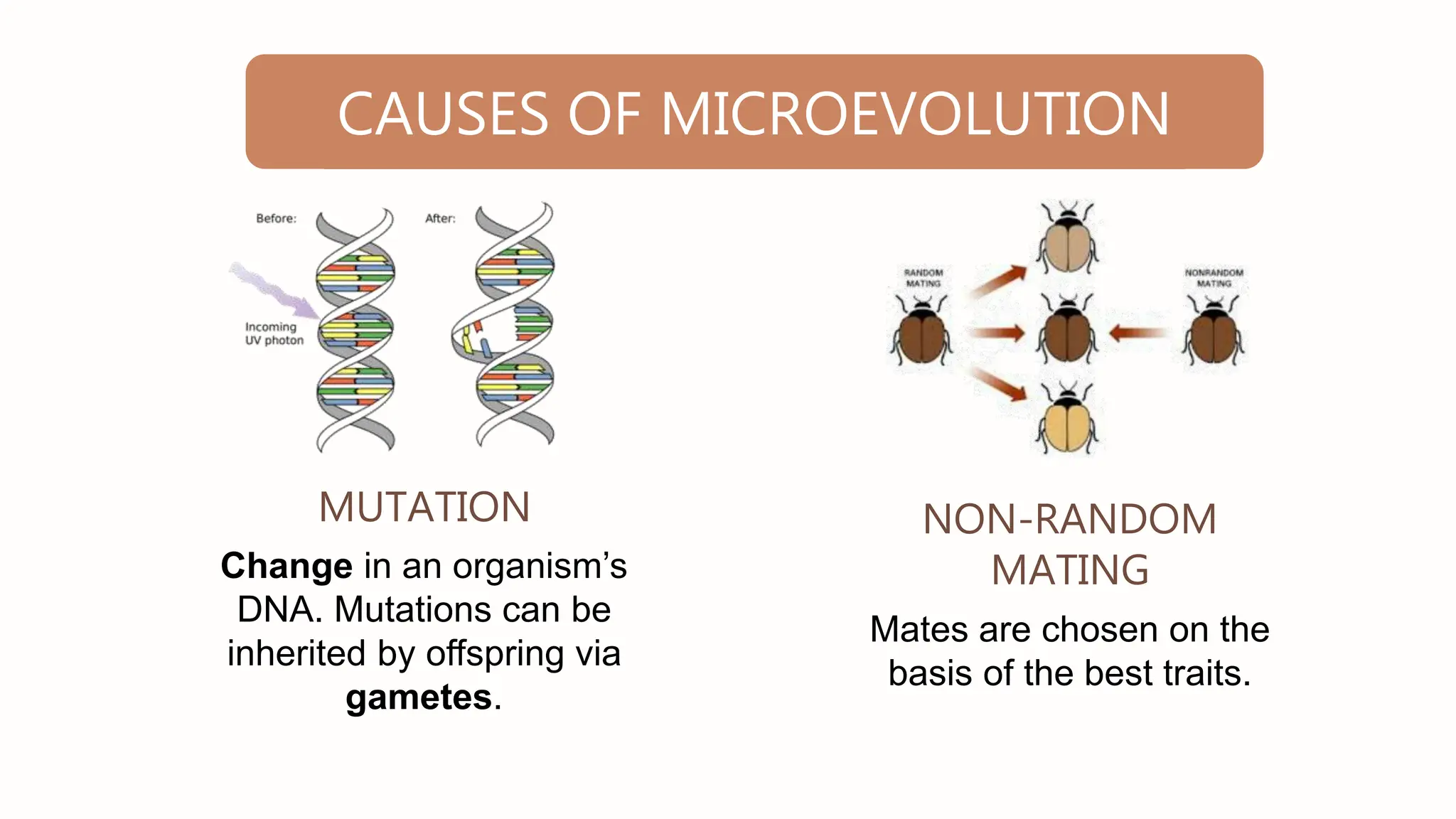 (GEN BIO)EVOLUTION, TAXONOMY AND ECOSYSTEM | PPTX