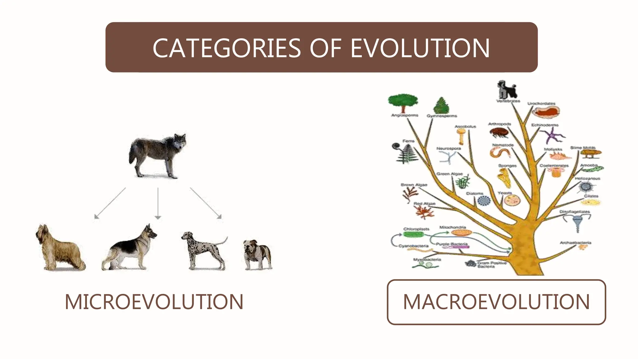 (GEN BIO)EVOLUTION, TAXONOMY AND ECOSYSTEM | PPTX