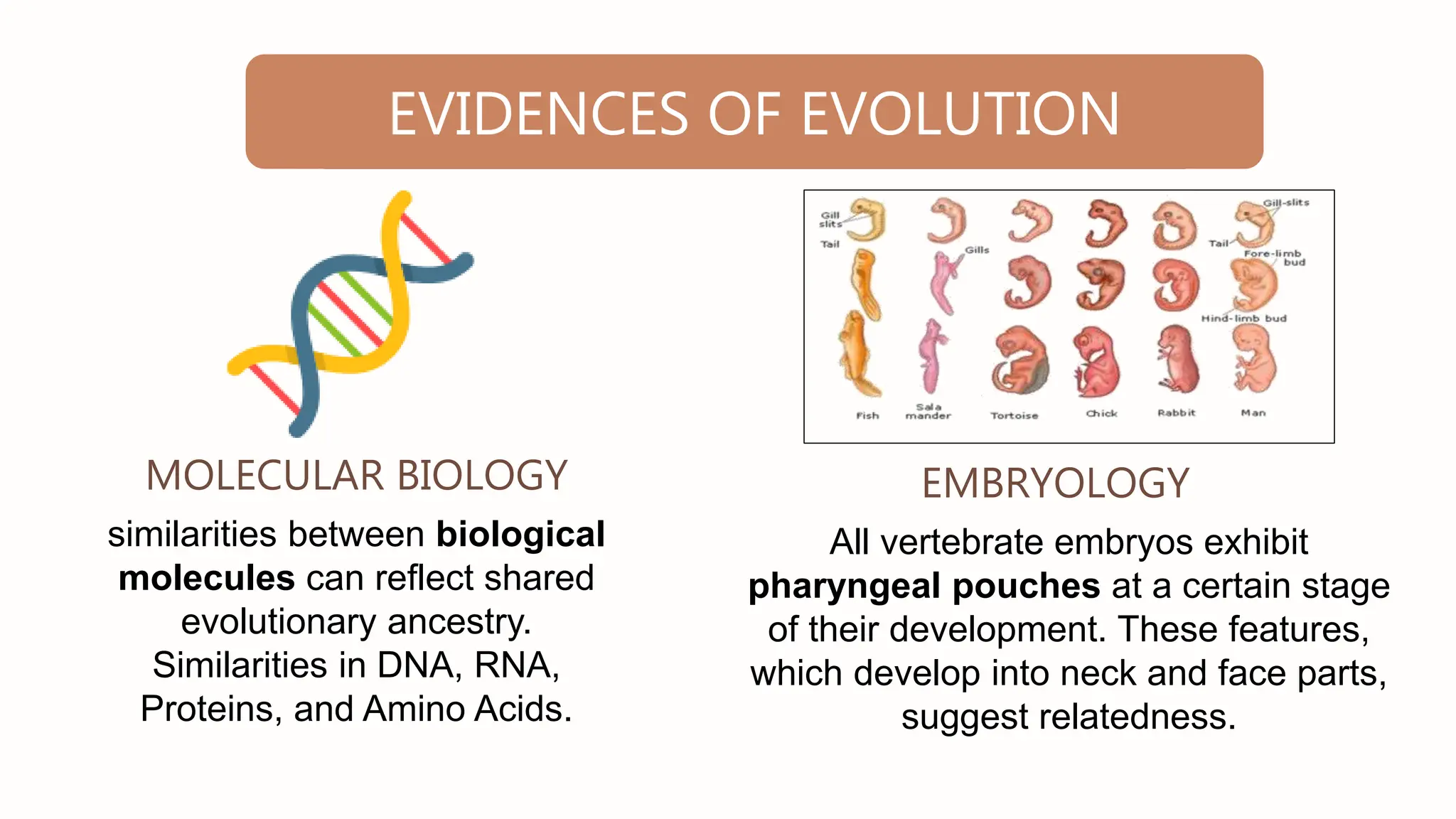 (GEN BIO)EVOLUTION, TAXONOMY AND ECOSYSTEM | PPTX