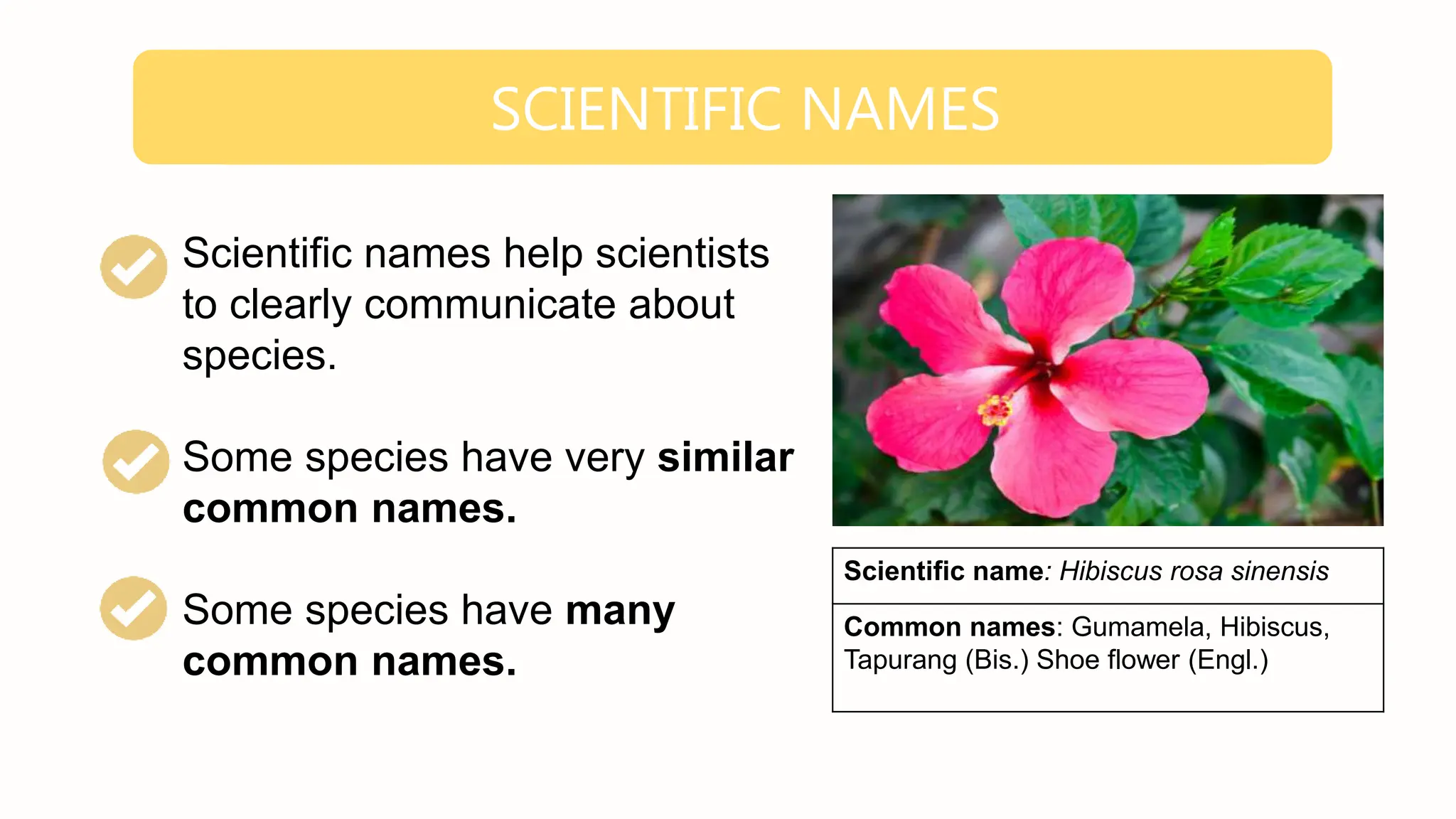 Gen Bio Evolution Taxonomy And Ecosystem Pptx