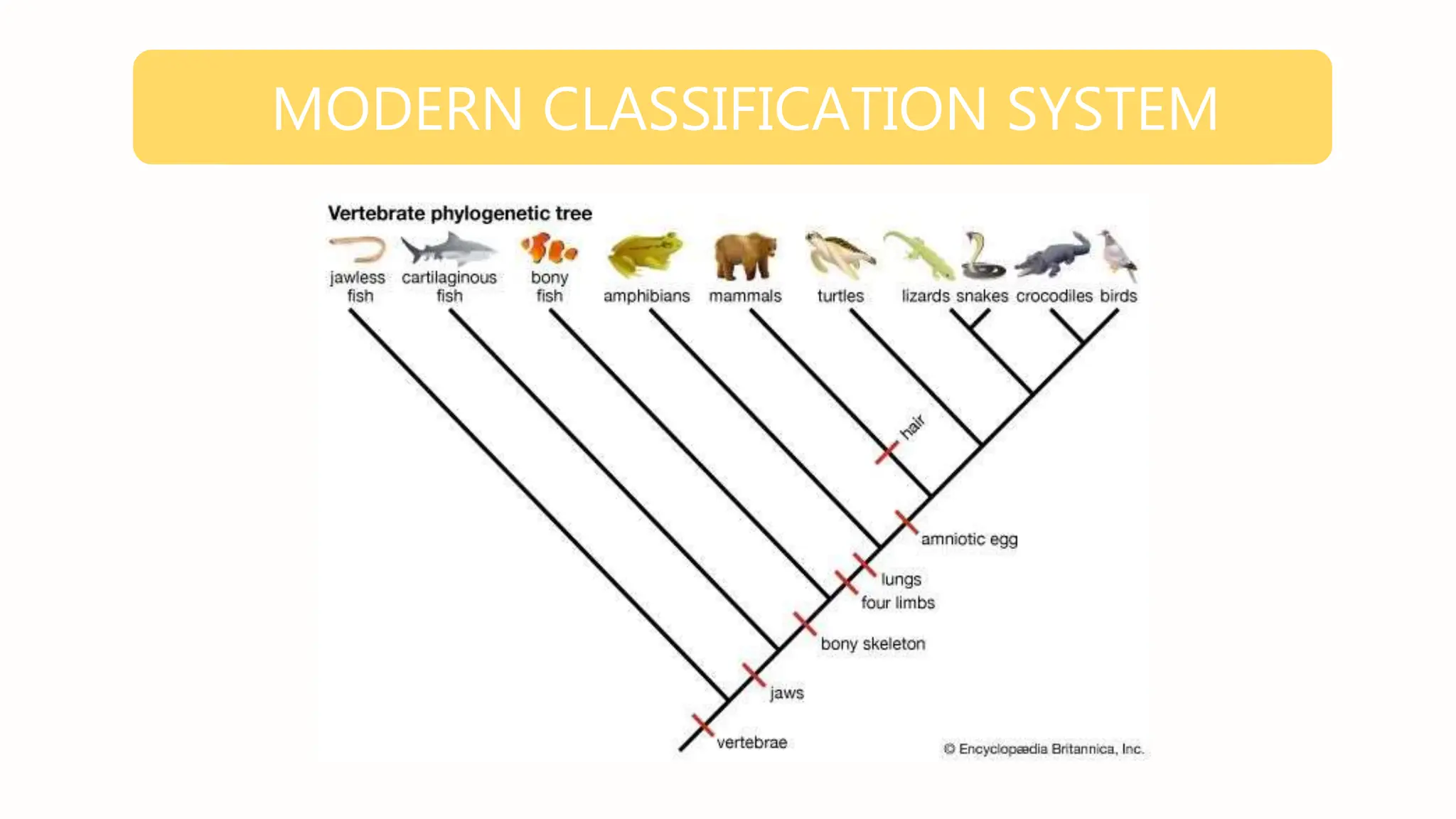 (GEN BIO)EVOLUTION, TAXONOMY AND ECOSYSTEM | PPTX