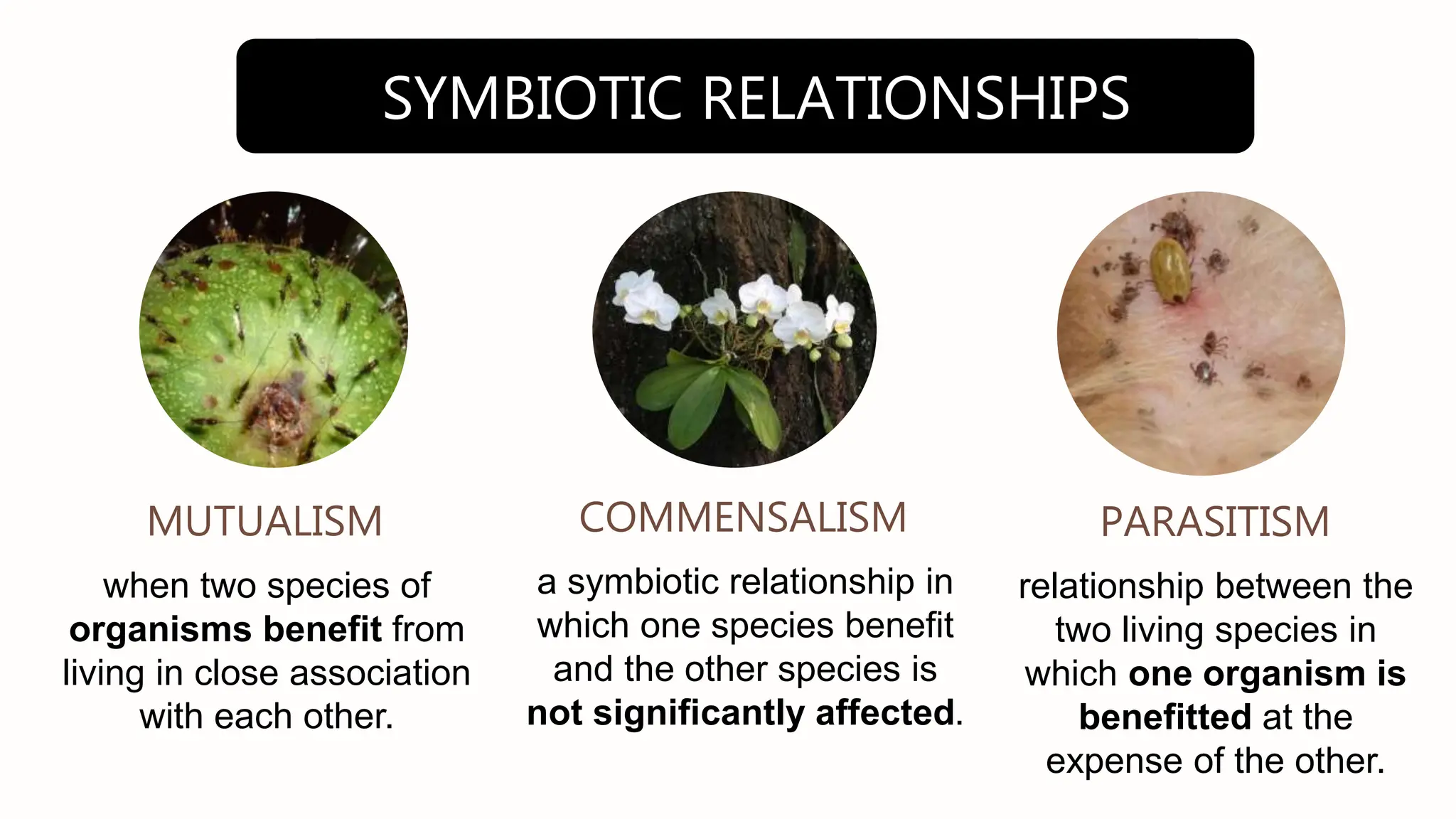 (GEN BIO)EVOLUTION, TAXONOMY AND ECOSYSTEM | PPTX