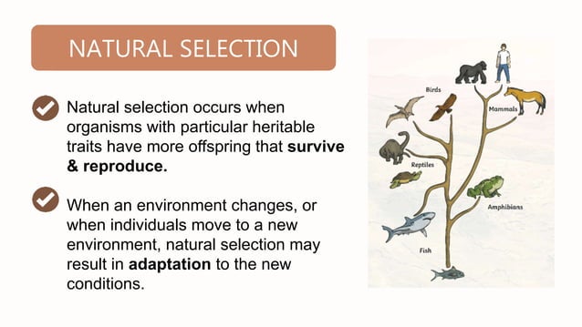 Gen Bio Evolution Taxonomy And Ecosystem Pptx Geography Science