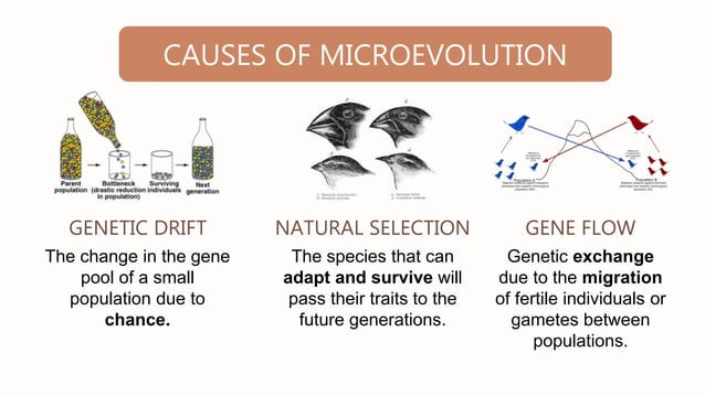 Gen Bio Evolution Taxonomy And Ecosystem Pptx Geography Science
