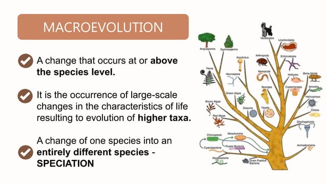Gen Bio Evolution Taxonomy And Ecosystem Pptx Geography Science