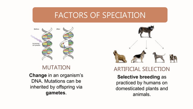 Gen Bio Evolution Taxonomy And Ecosystem Pptx Geography Science