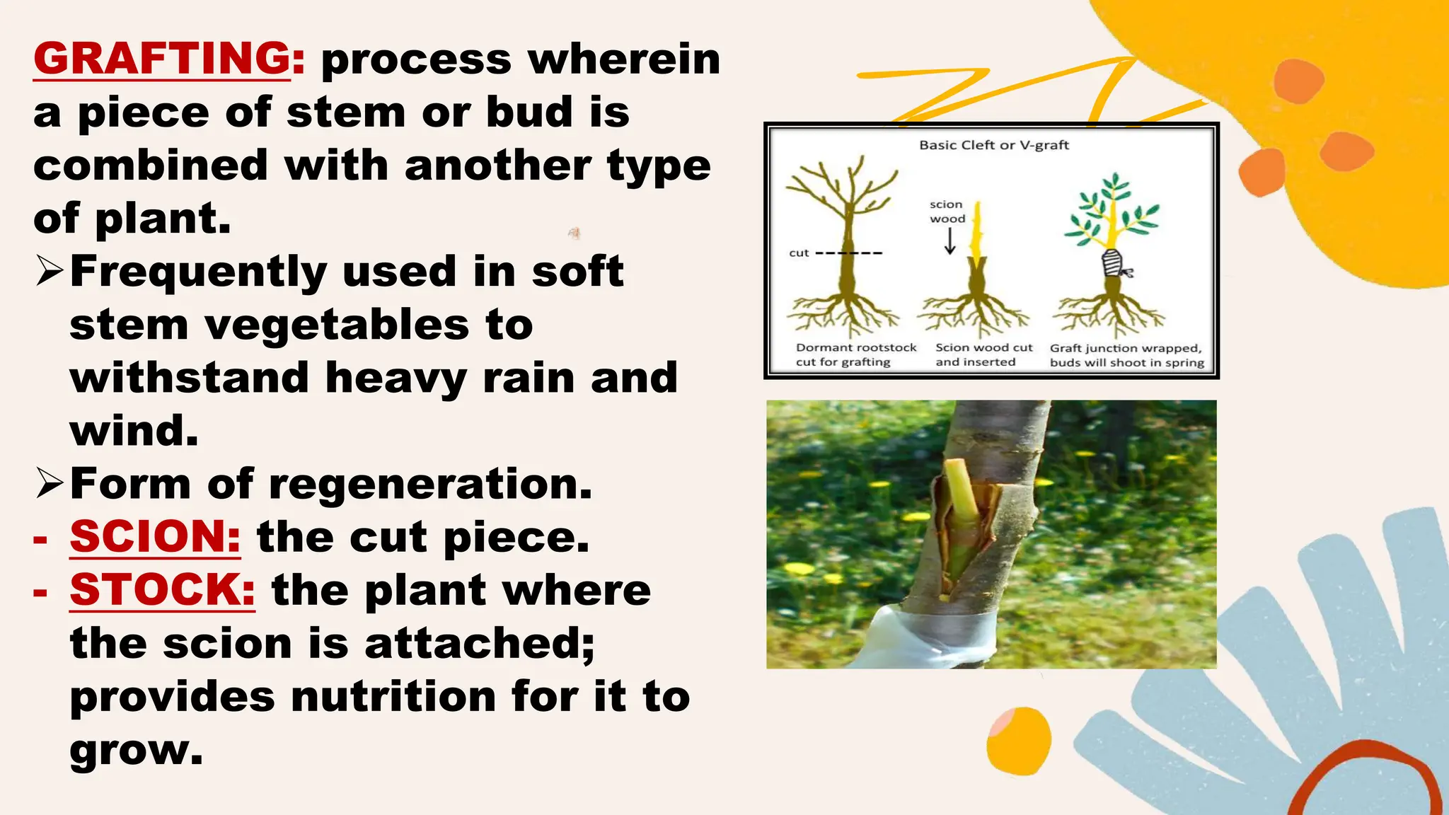 plant reproduction | PPTX