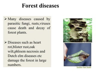 deforestation | PPTX