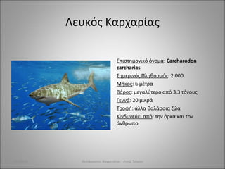 Χρυσαετός - Λευκός καρχαρίας | PPT