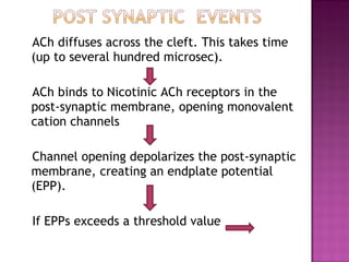 Myasthenia Gravis - Anatomy & Physiology | PPT