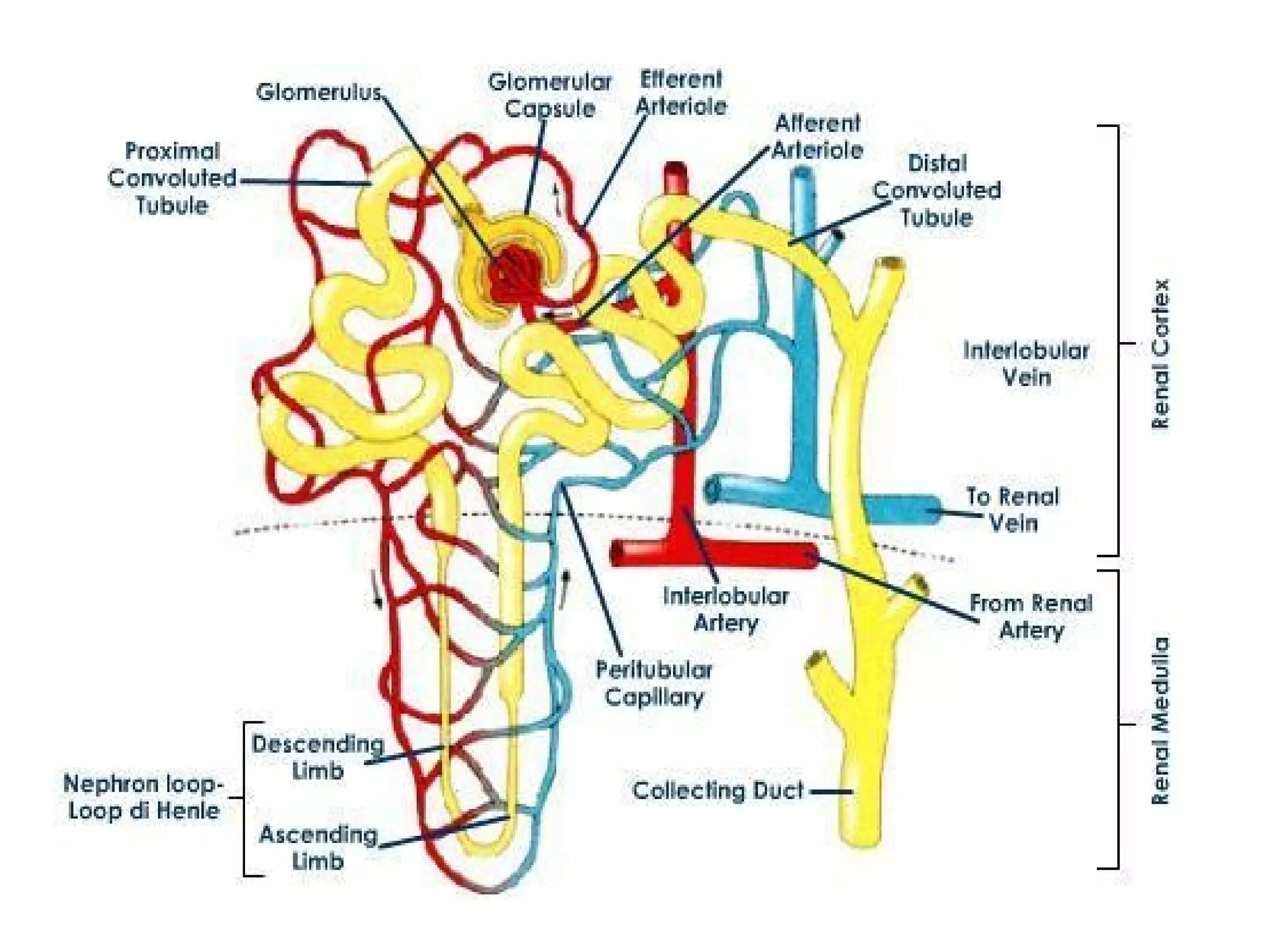 artificial kidney | PPT