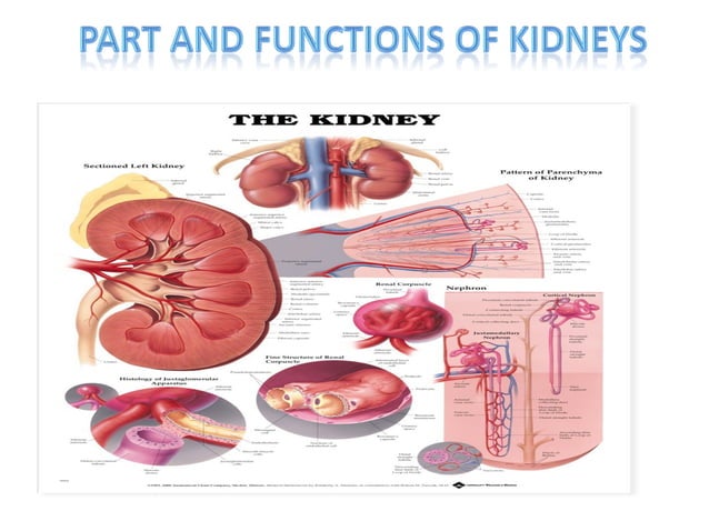 artificial kidney | PPT