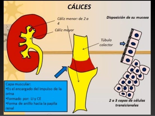 histologia de los conductos excretores usat