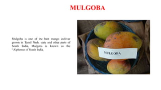 Mango Varieties | PPTX