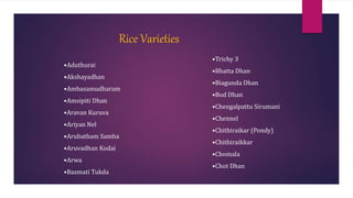 Tamilnadu Rice Varieties | PPTX