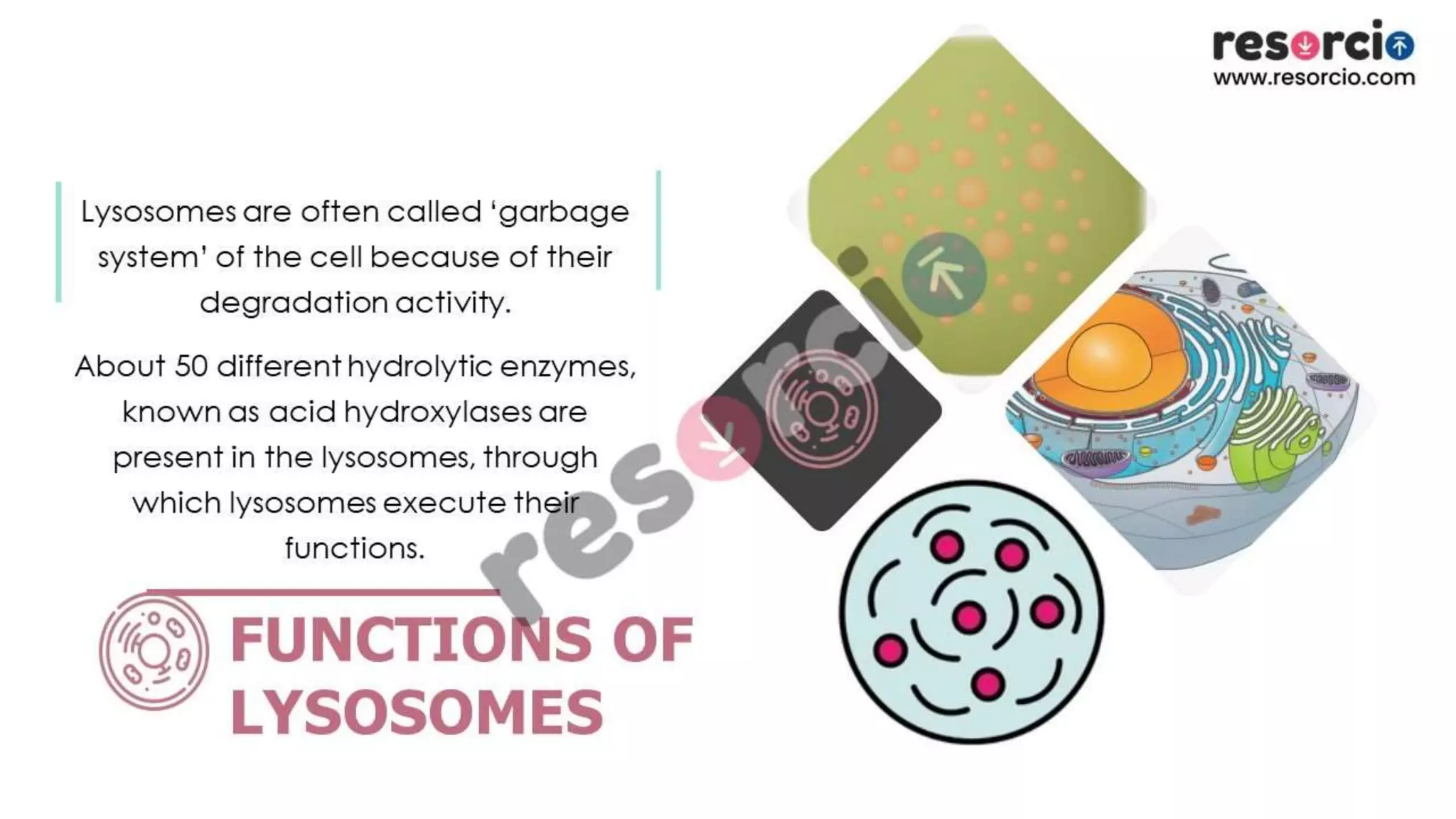 Golgi Apparatus and Lysosomes | PPTX