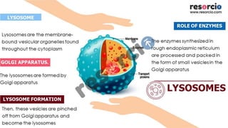 Golgi Apparatus and Lysosomes | PPTX