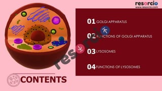 Golgi Apparatus and Lysosomes | PPT