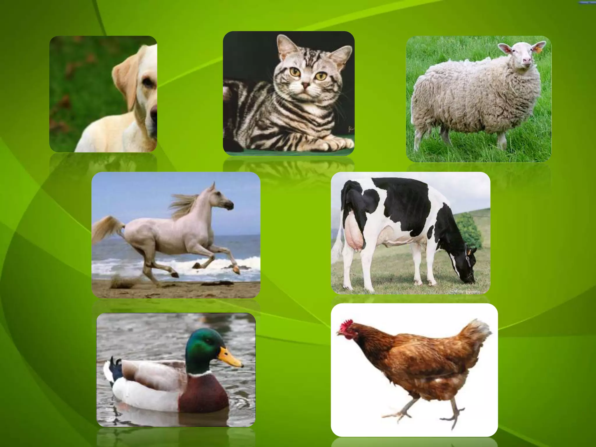 PPT. DOMESTIC ANIMALS (SCIENCE 2ºP) | PPTX