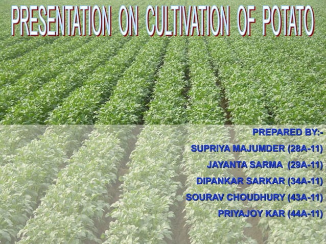 potato | PPTX | Gardening | Home & Garden