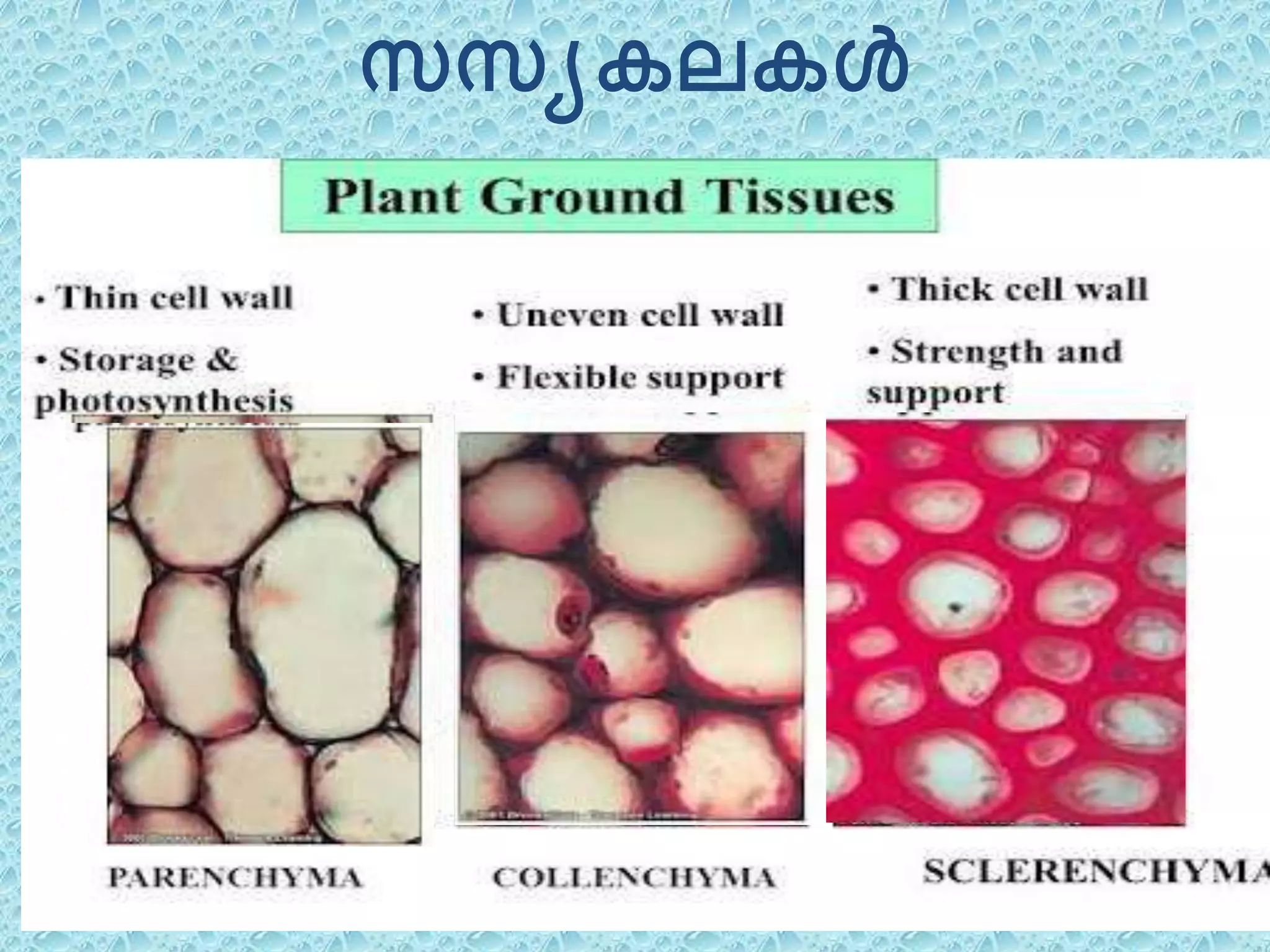 Plant tissues | PPTX