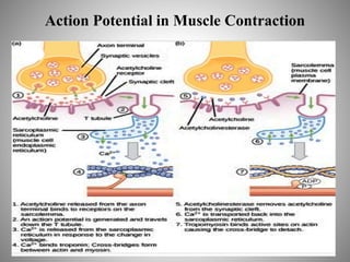 Presentation on Electrical Properties of Cell Membrane | PPTX