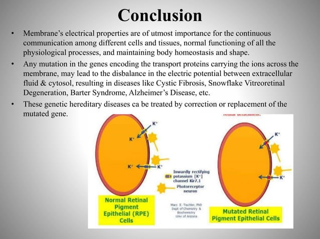 Presentation on Electrical Properties of Cell Membrane | PPTX ...